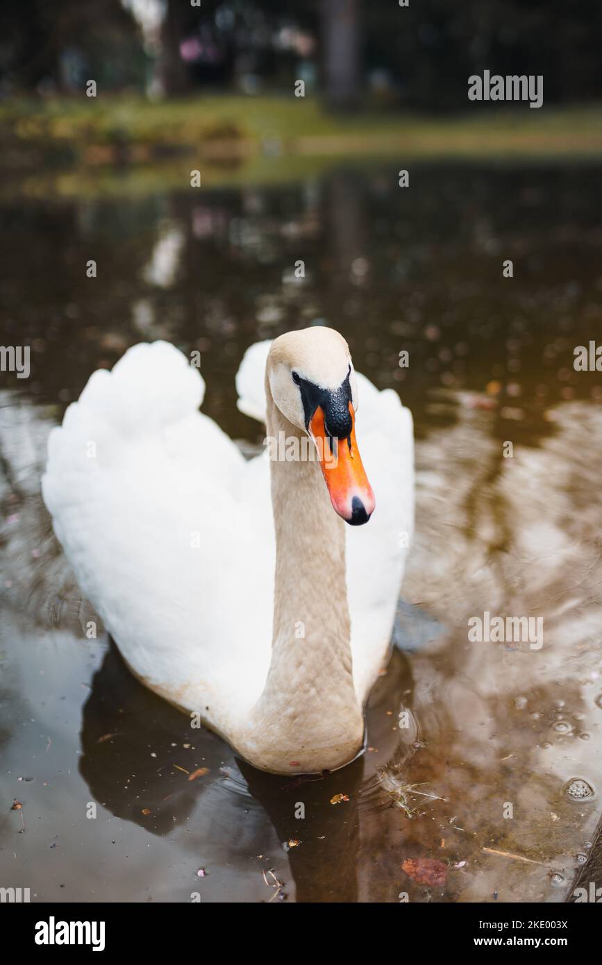 A vertical closeup of a majestic swan swimming in a lake Stock Photo ...