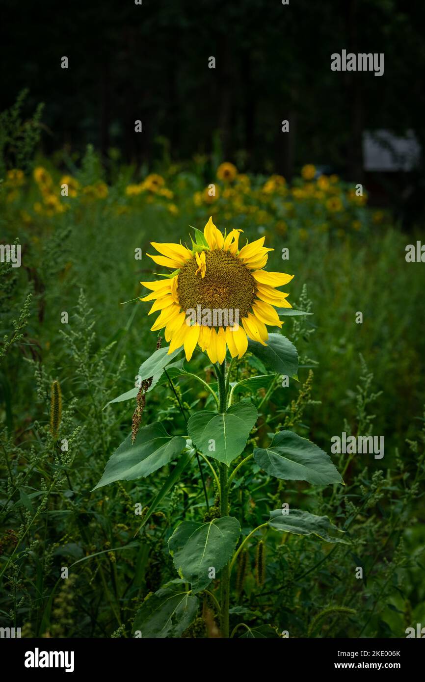 A vertical shot of a blooming yellow sunflower on a field Stock Photo ...