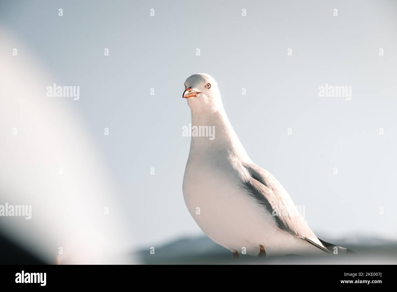 white pretty funny seagull standing looking at camera calm relaxed ...