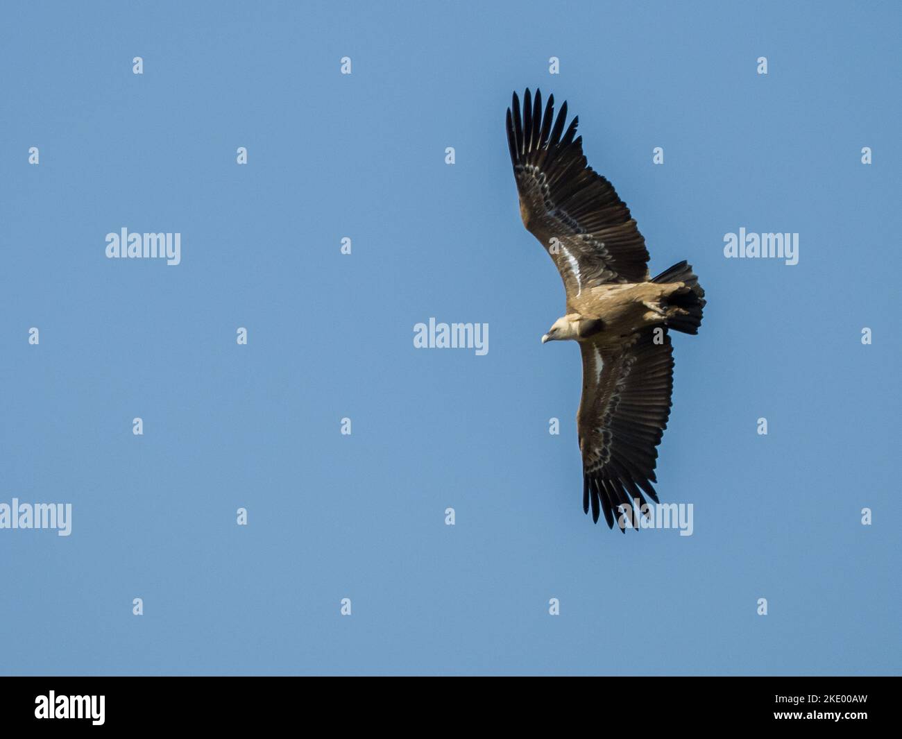 A low-angle of a Buitre or Vulture bird flying in the blue sky with ...