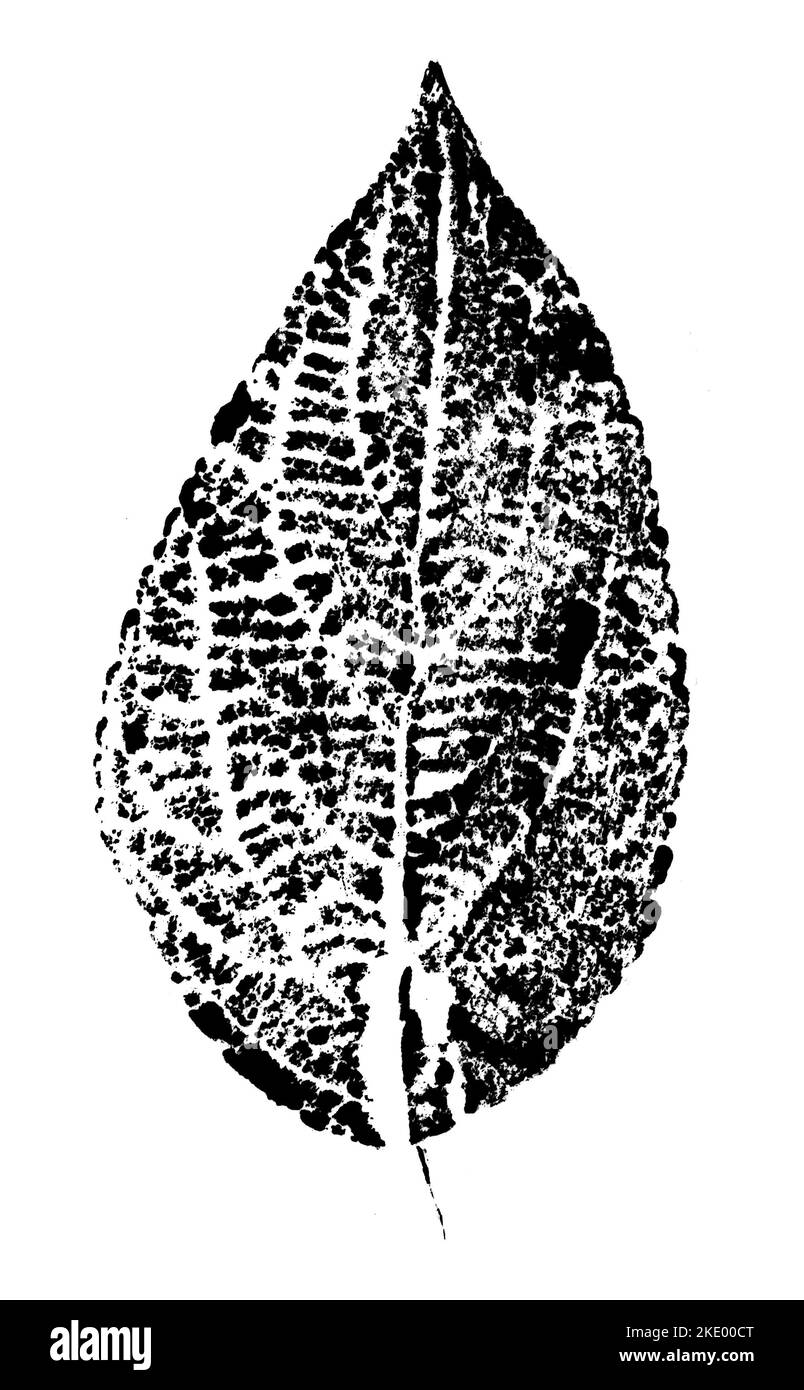 Leaf print with ink.. For designs about nature, plants, life. Black ...