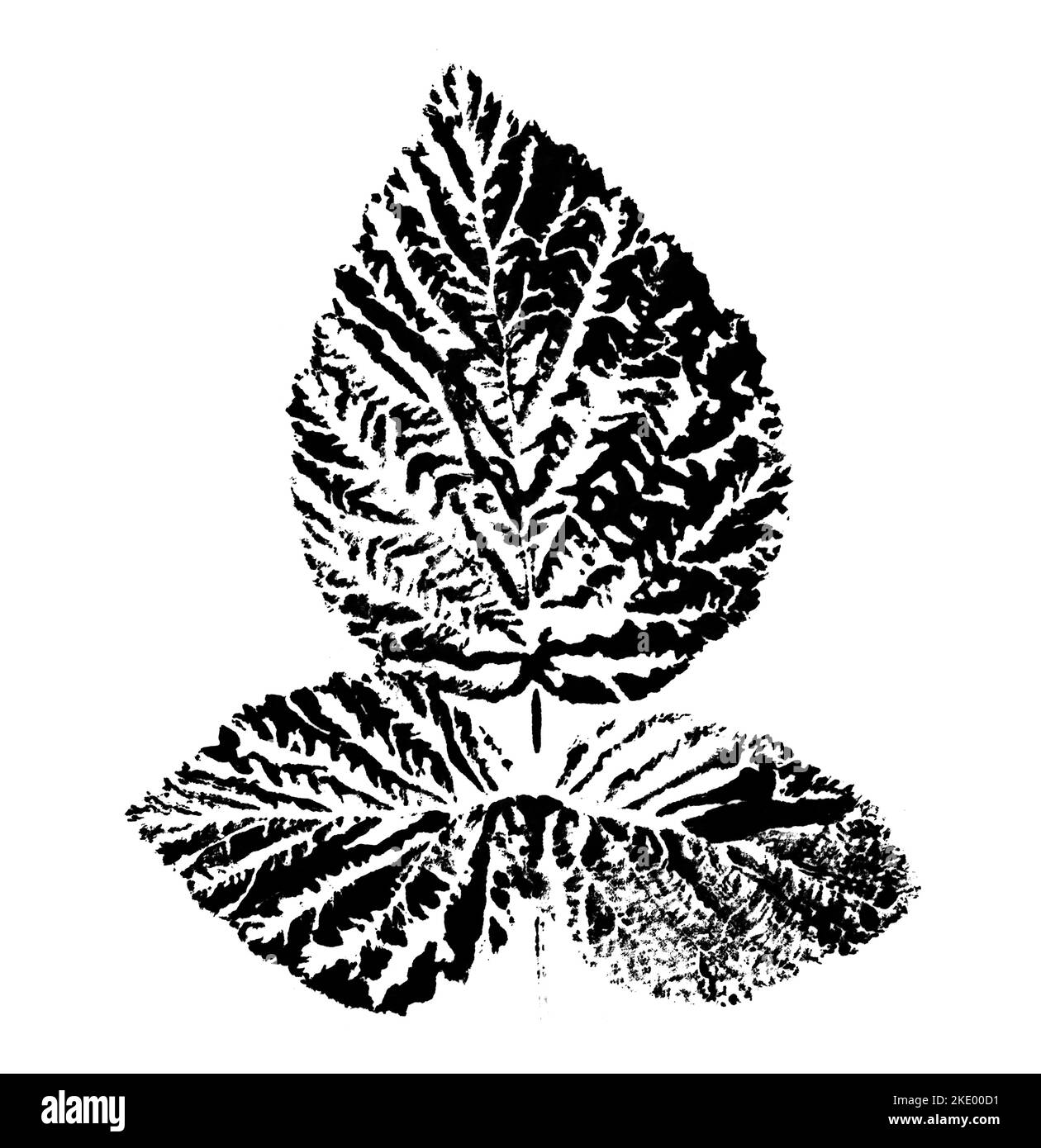 Leaf print with ink.. For designs about nature, plants, life. Black ...