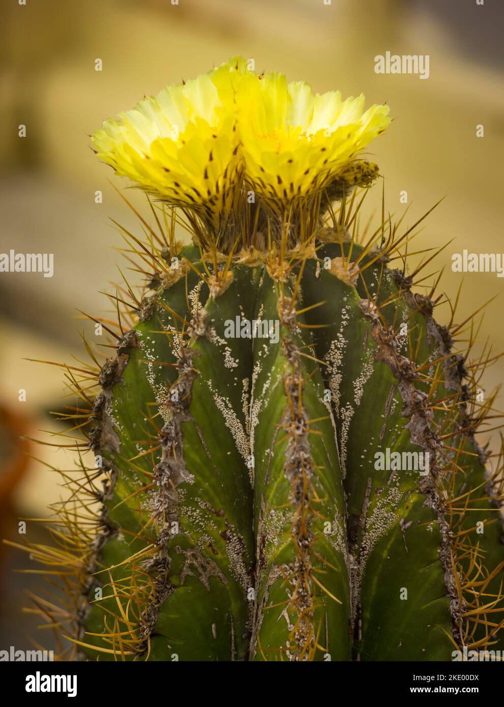 Monk’s hood cactus hi-res stock photography and images - Alamy