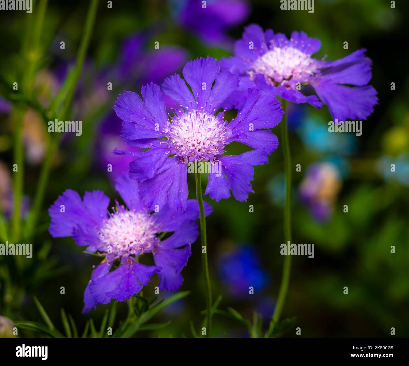 A selective focus closeup of a fully bloomed Caucasian pincushion ...