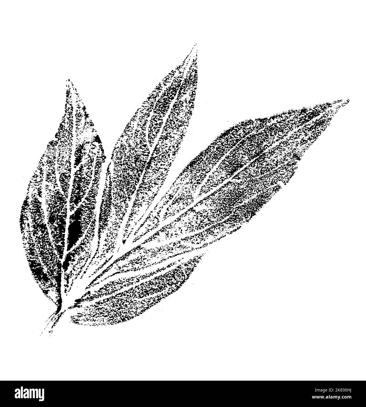 Leaf print with ink.. For designs about nature, plants, life. Black ...