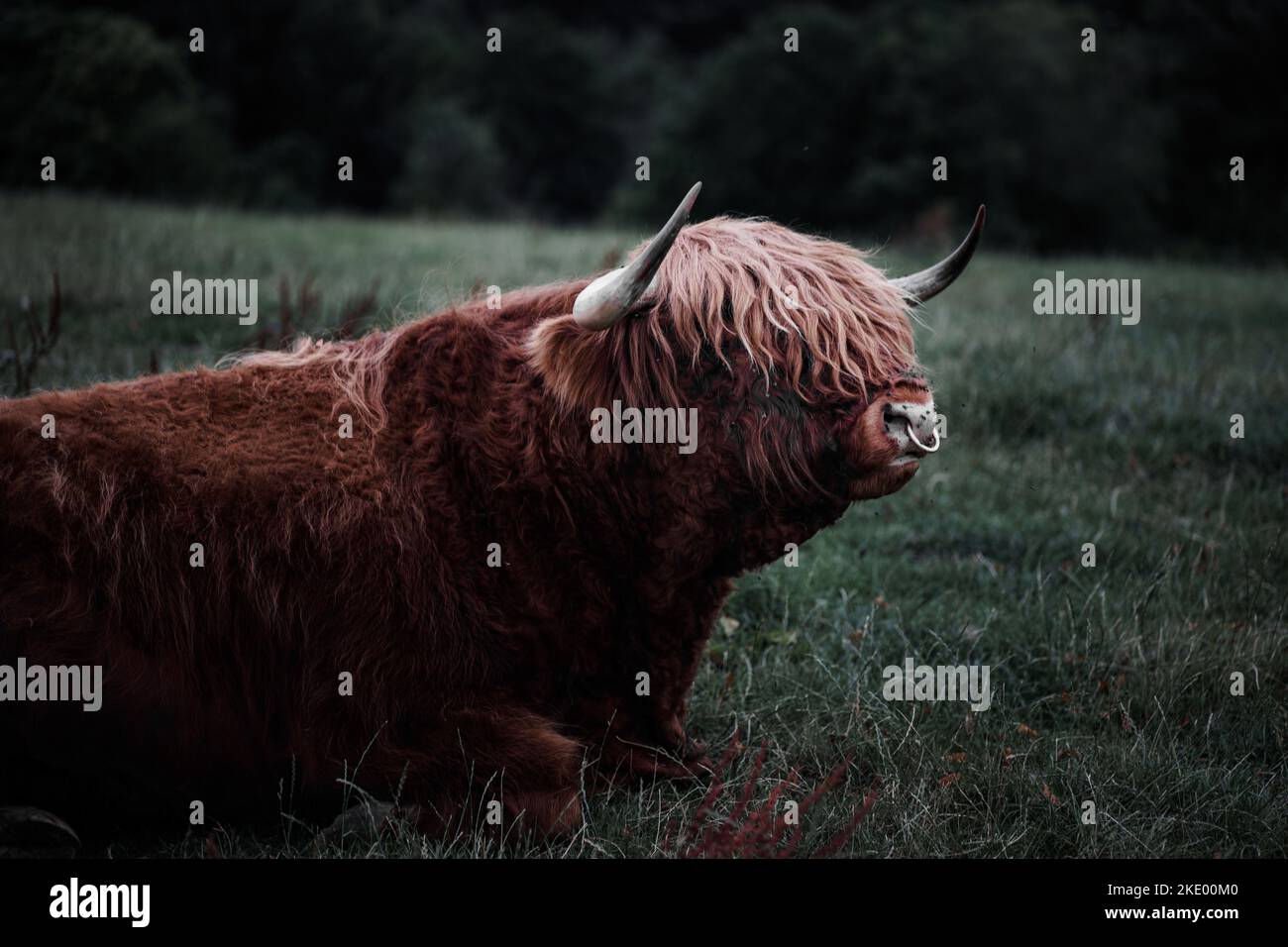 A view of a beautiful Highland cattle in a field Stock Photo - Alamy