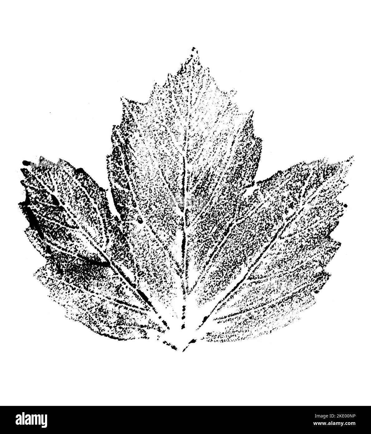 Leaf print with ink.. For designs about nature, plants, life. Black ...