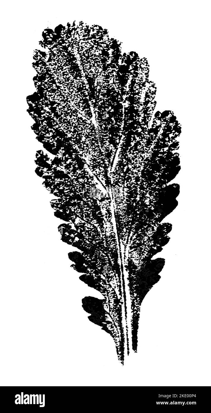 Leaf print with ink.. For designs about nature, plants, life. Black ...