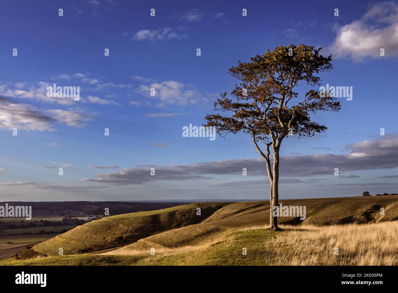Beech tree at Roundway hill, Wiltshire Stock Photo - Alamy