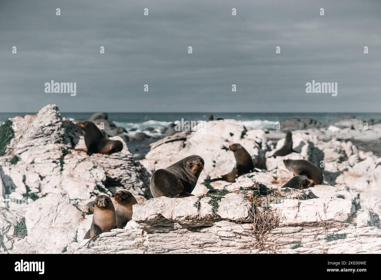 group of seals lying on the big rocks looking at camera near the sea ...