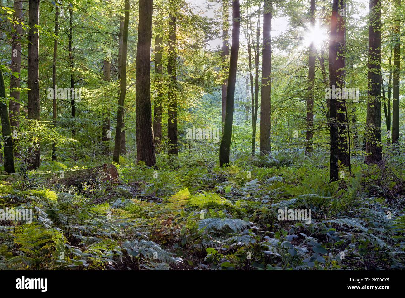 Light peeking through trees hi-res stock photography and images - Alamy