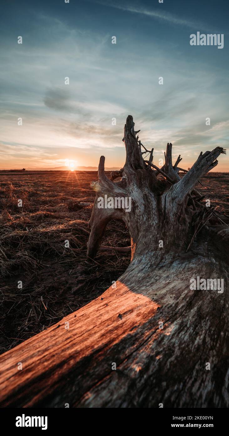 A broken tree trunk against a scenic sunset Stock Photo - Alamy