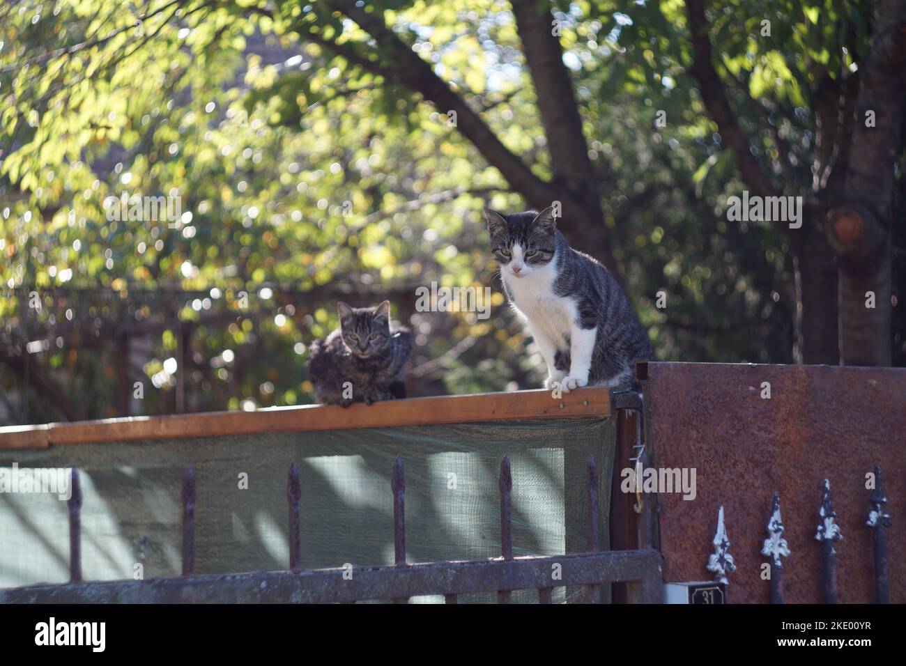 Cyprus cats hi-res stock photography and images - Alamy