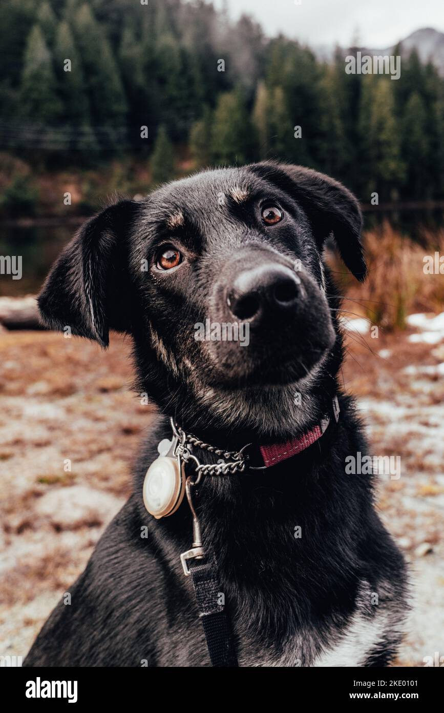 A closeup shot of black labrador retriever Stock Photo - Alamy