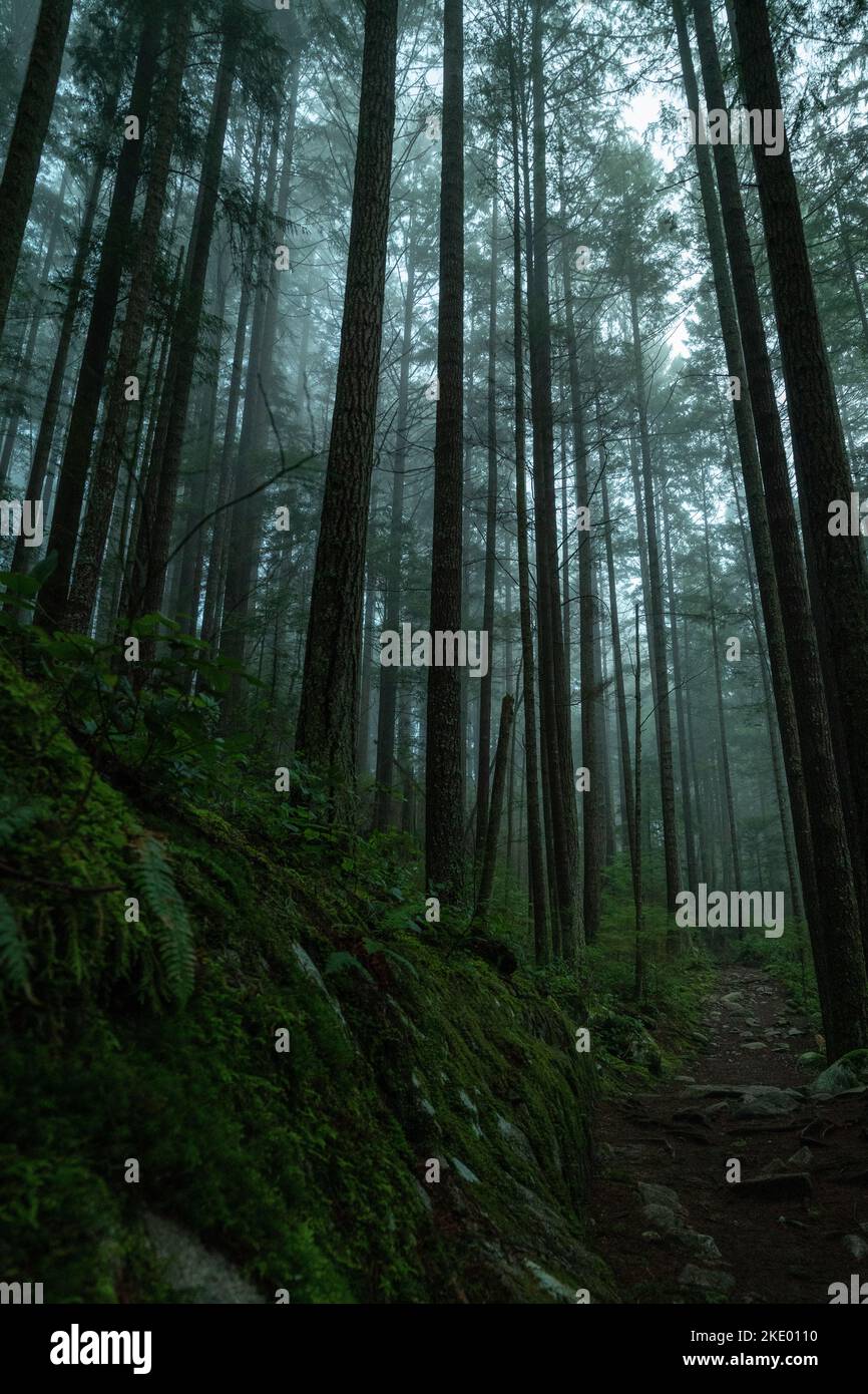 A vertical shot of tall trees in a dense forest Stock Photo - Alamy