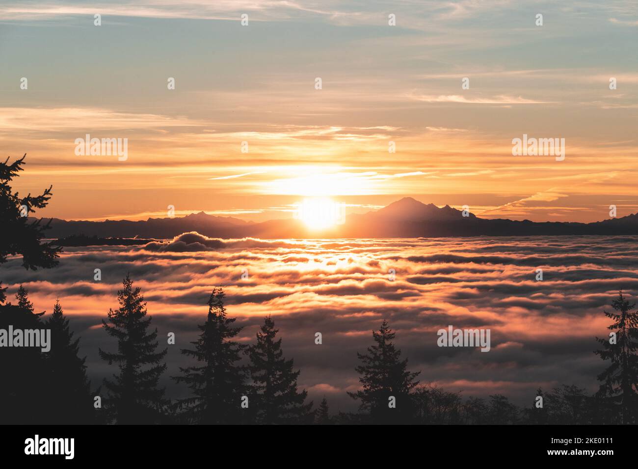 A beautiful view of trees against scenic sunrise on a foggy morning ...