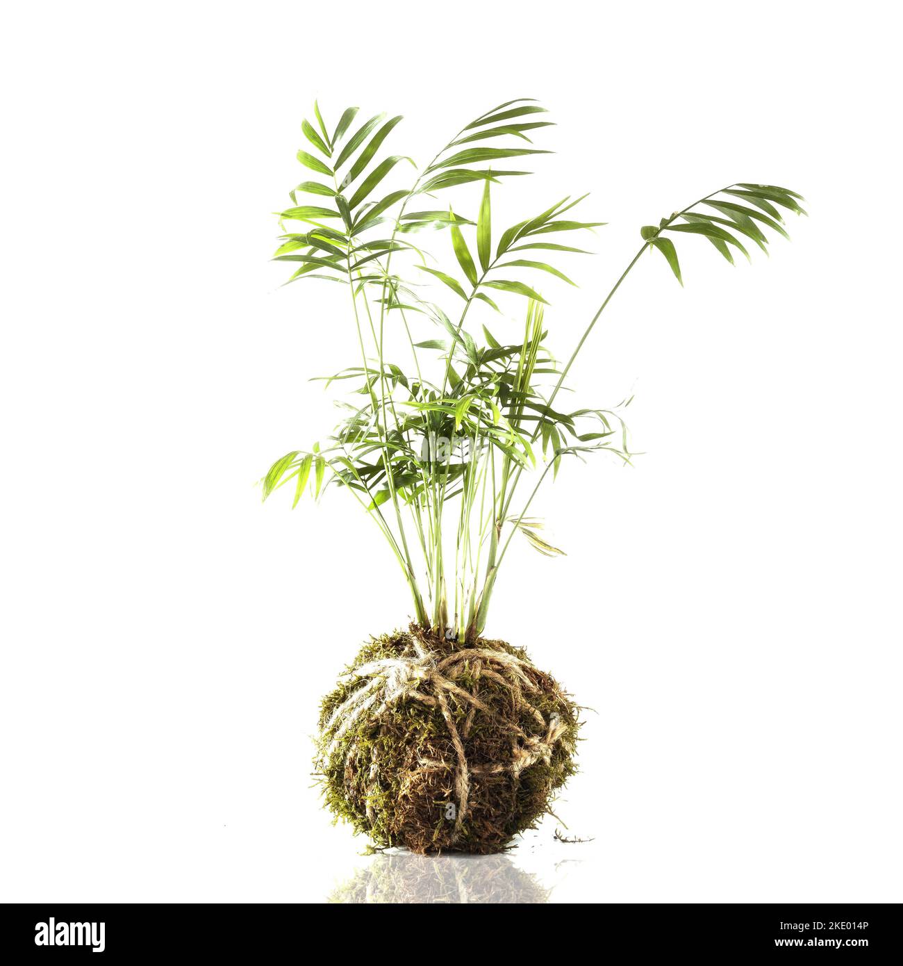 kokedama traditional Japanese plant with moss and coconut fiber that ...