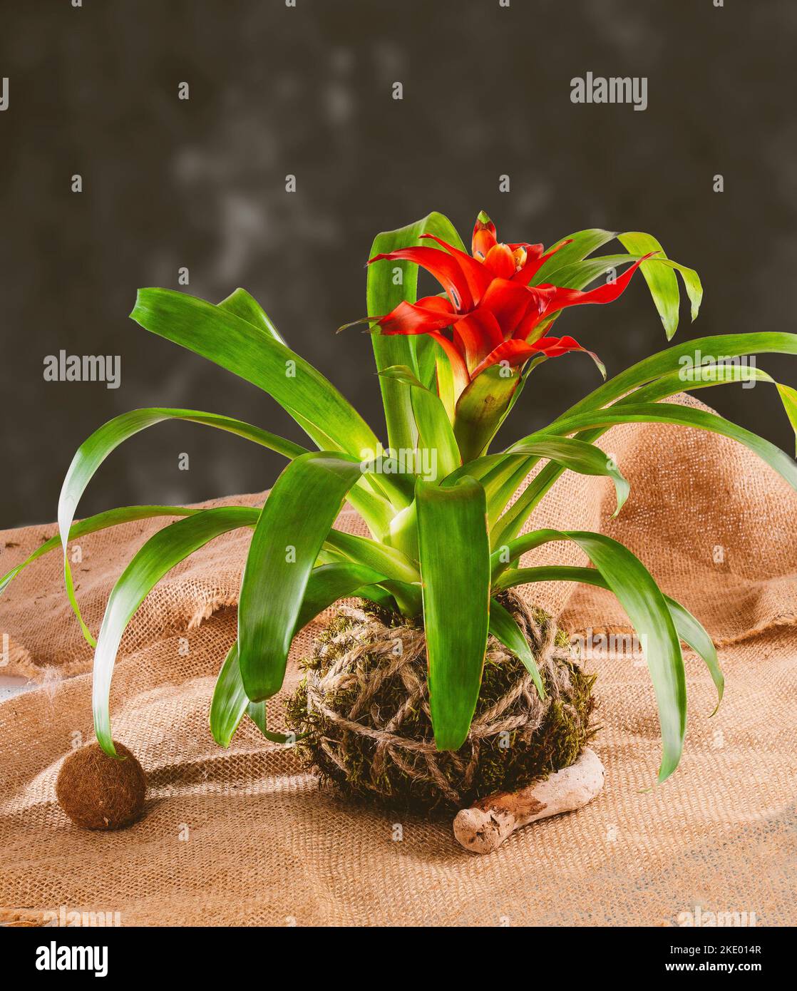 kokedama traditional Japanese plant with moss and coconut fiber that ...