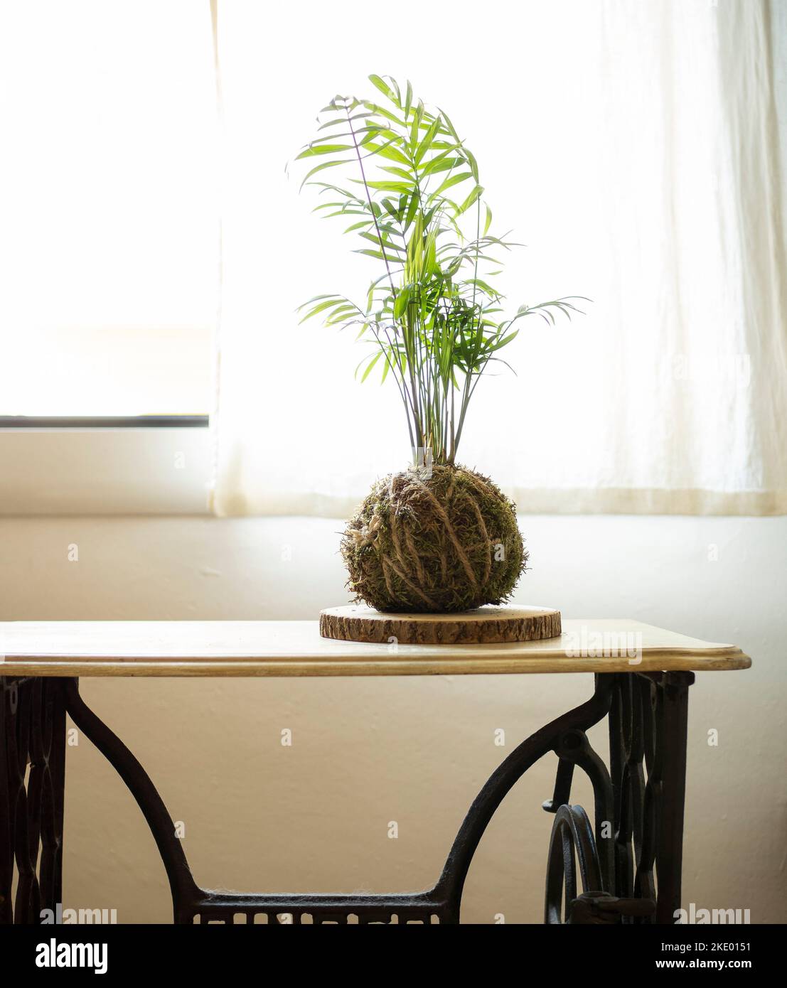 kokedama traditional Japanese plant with moss and coconut fiber that ...