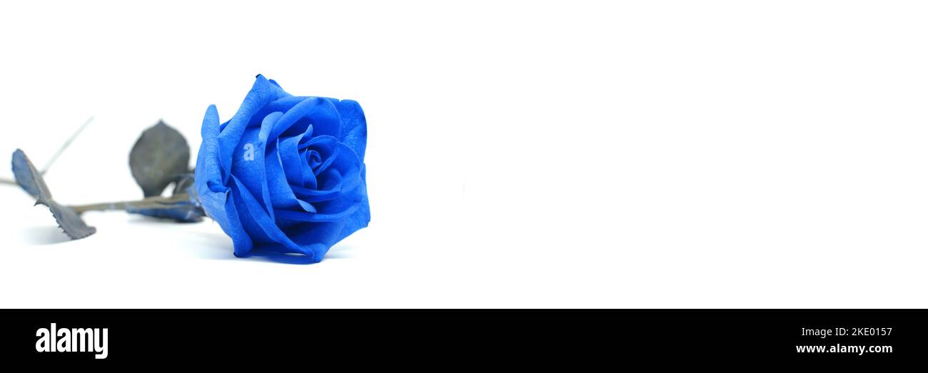 Blue rose.Blue rose close up on white background, toned Stock Photo - Alamy