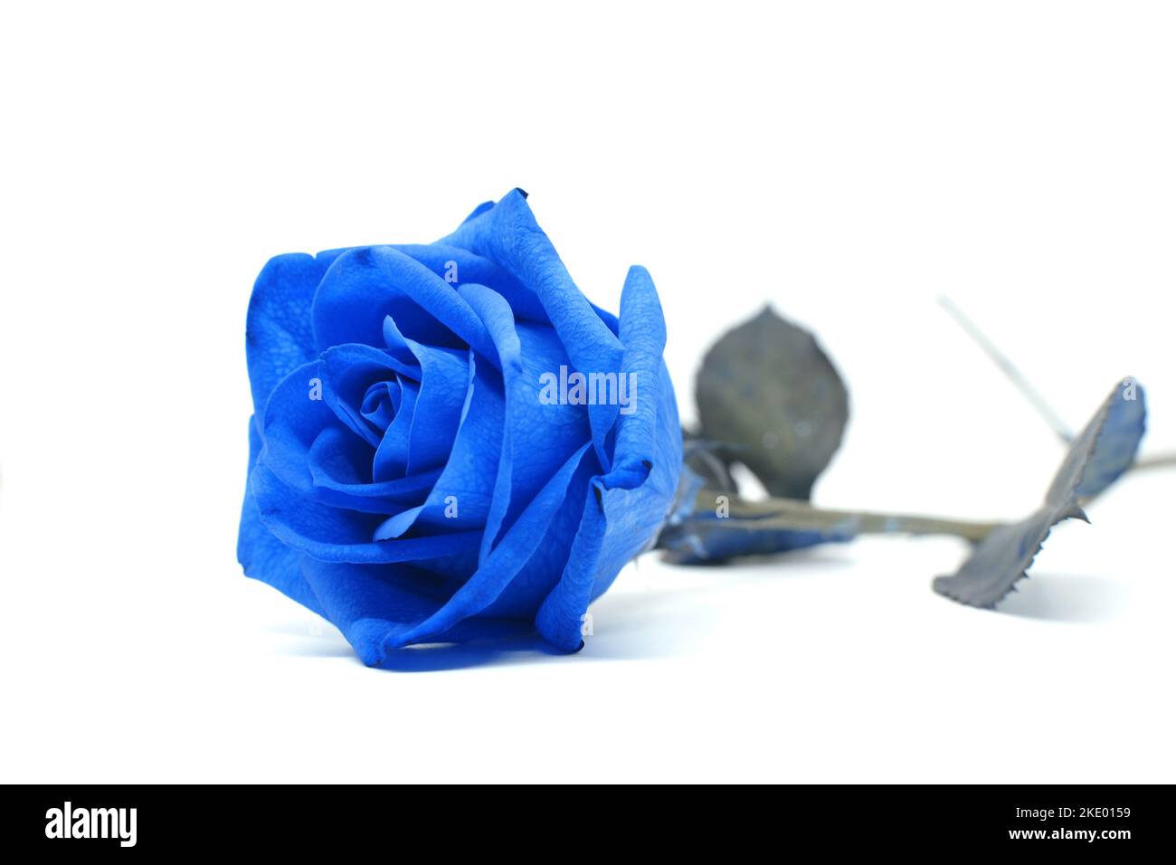 Royal blue rose hi-res stock photography and images - Alamy