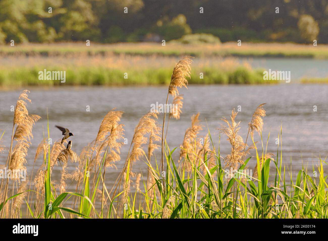 Cute small birds flying over common reeds (Phragmites australis) with a ...