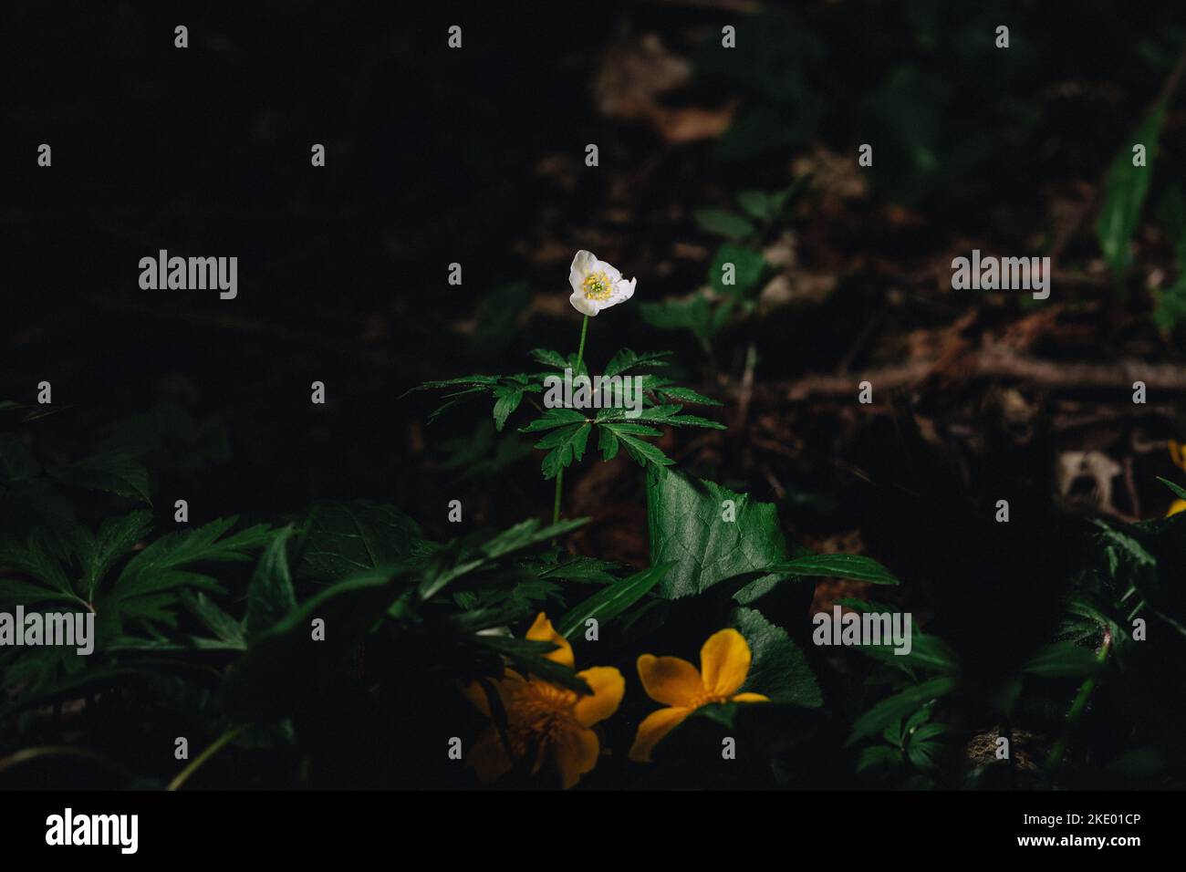 A closeup shot of a white Marsh Marigold flower in a forest Stock Photo ...