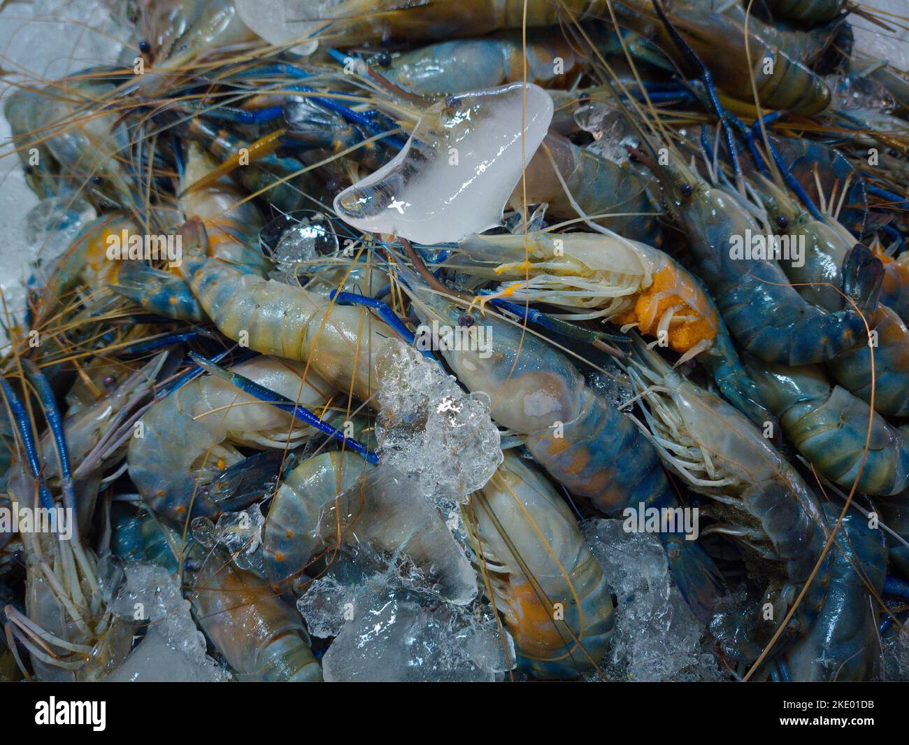 Thailand market city shrimp prawn hi-res stock photography and images ...