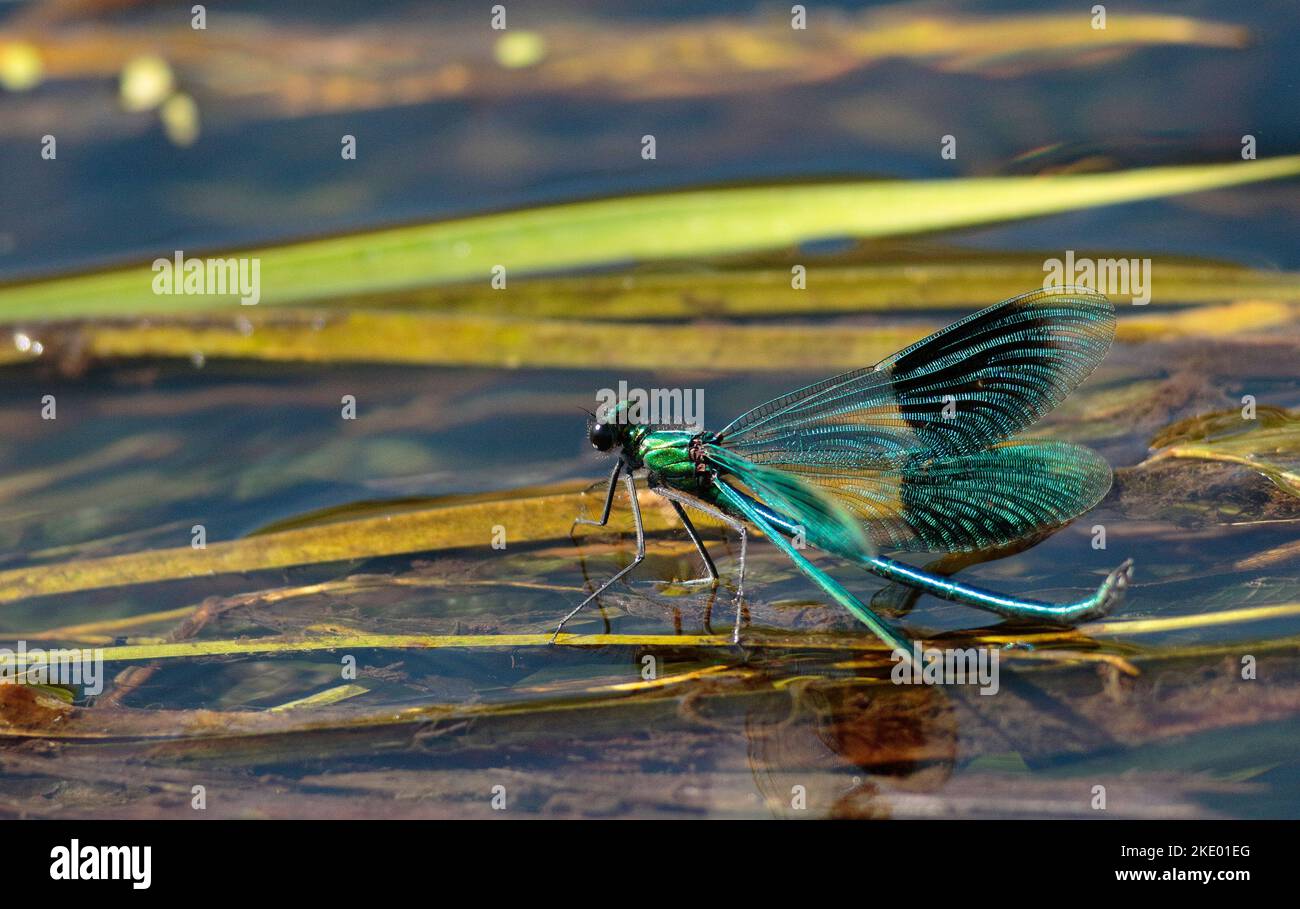 Natures real jewels hi-res stock photography and images - Alamy