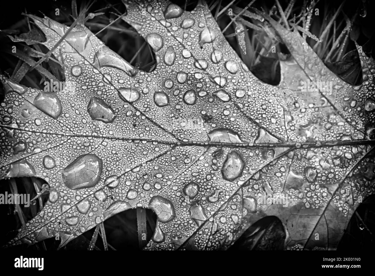 Autumn on water Black and White Stock Photos & Images - Alamy