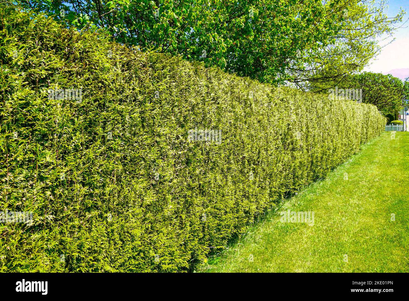 Long gree hedgerow along a street in front of residential house Stock ...