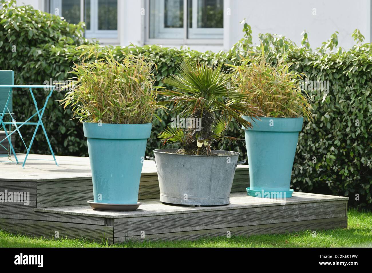 Bushes in large pots hi-res stock photography and images - Alamy