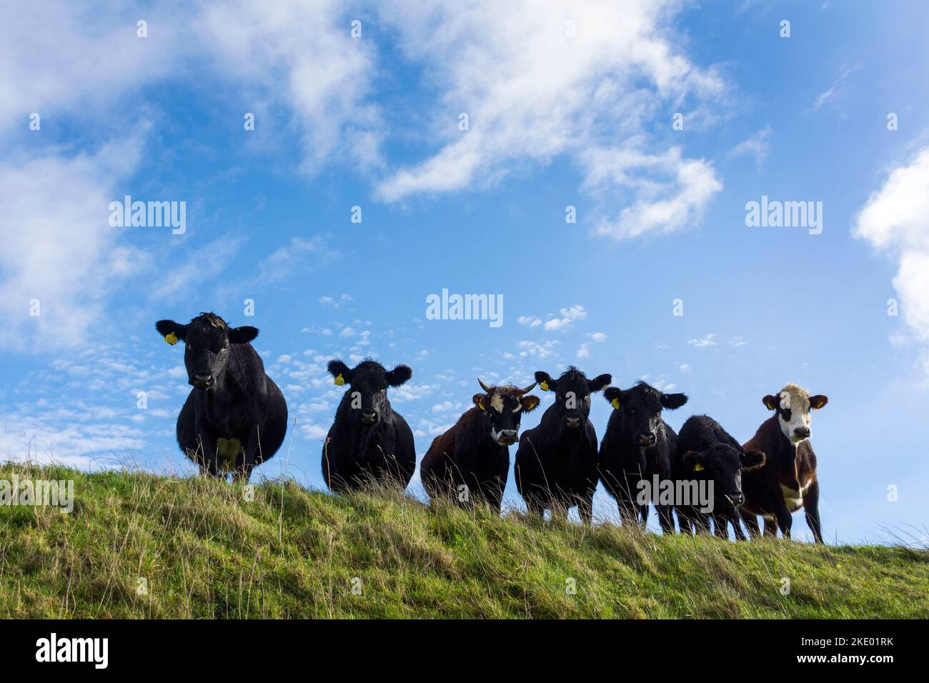 Beef cattle graze on a hillside in Batheaston, Somerset, England, UK ...