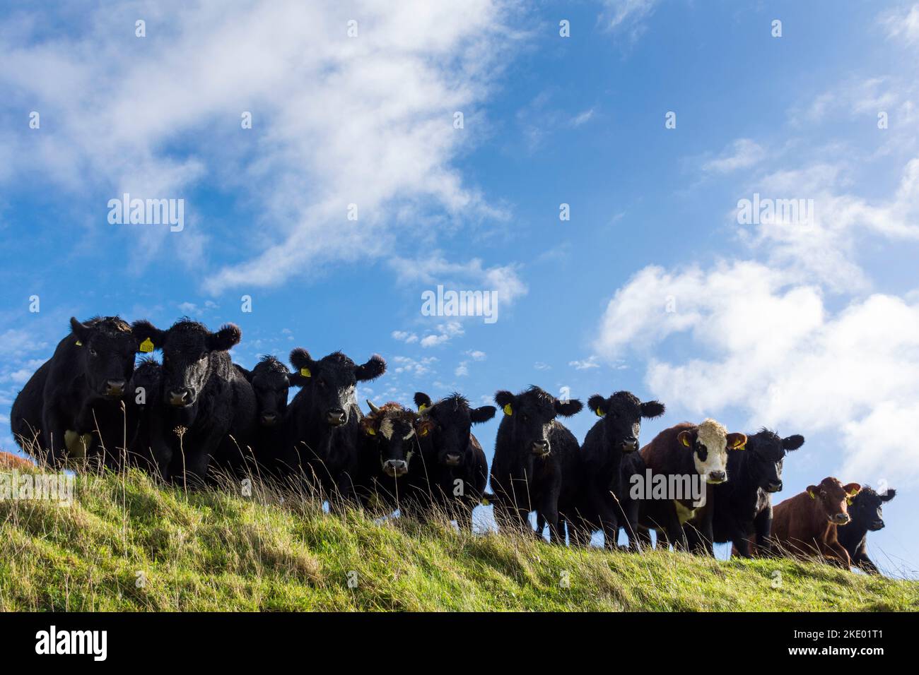 Beef cattle graze on a hillside in Batheaston, Somerset, England, UK ...