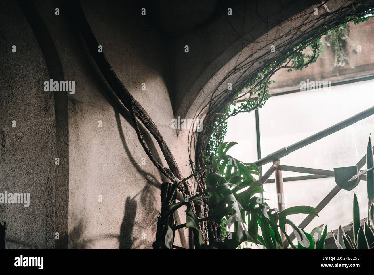 trunk and branches of a small tree climbing the walls inside a botanic ...