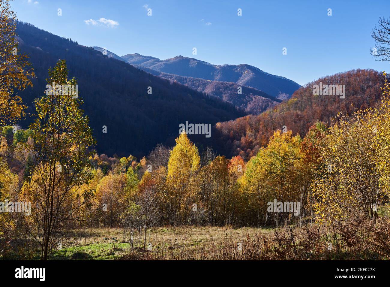 Landscape with deciduous mixed colorful trees forest in the autumn ...