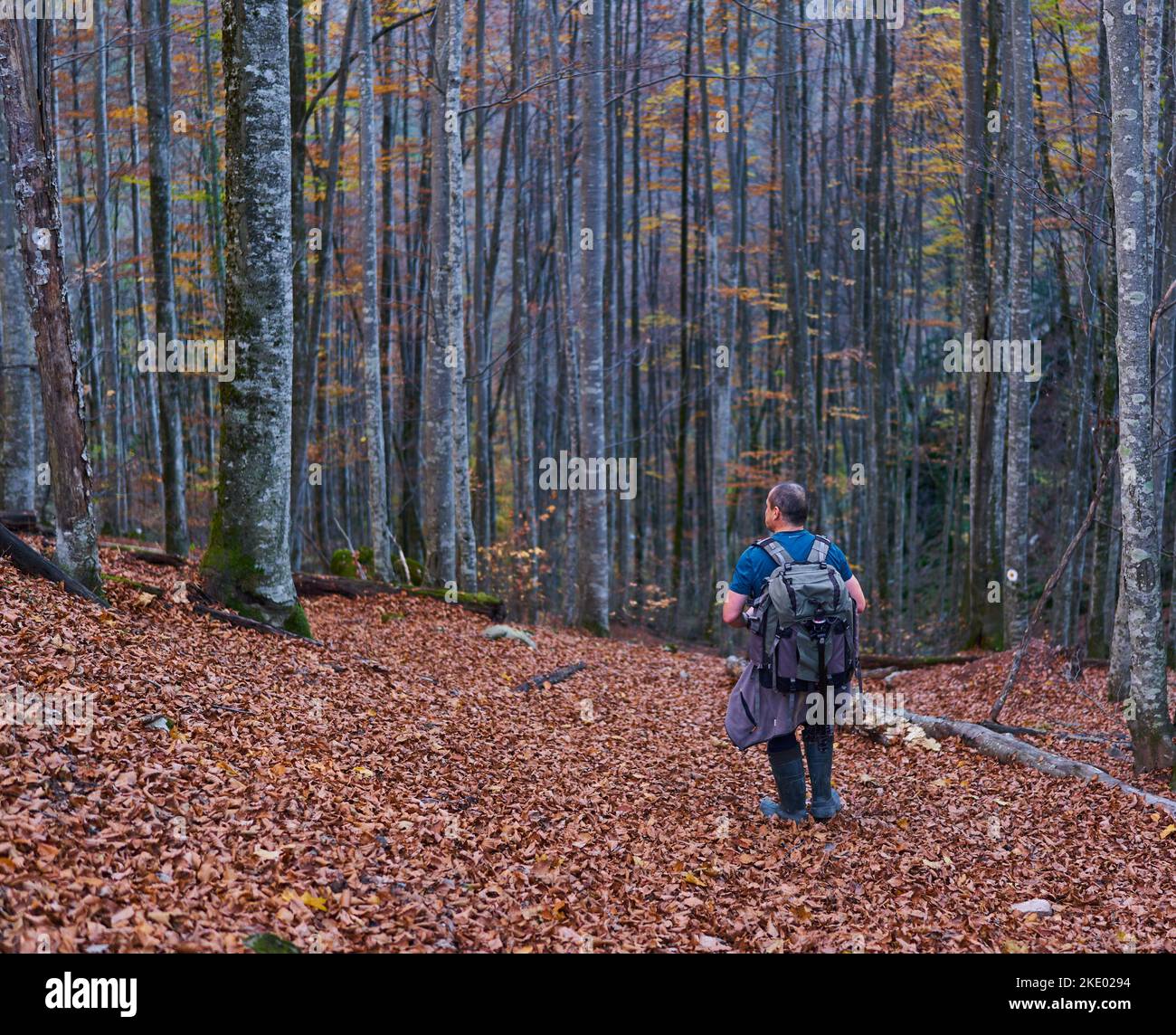 Nature photographer with heavy backpack hiking on a trail in the beech ...