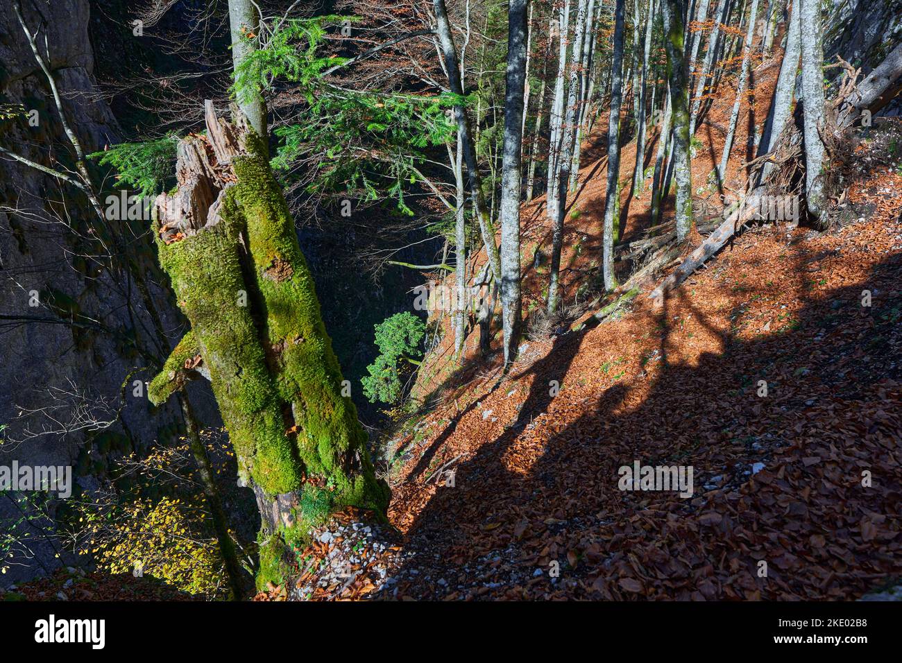 Landscape with deciduous mixed colorful trees forest in the autumn ...