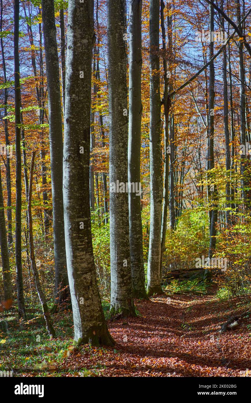 Landscape with deciduous mixed colorful trees forest in the autumn ...