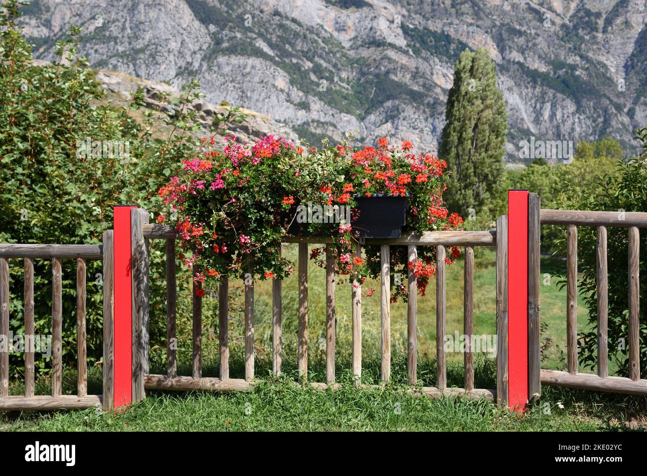 Wooden Boundary Fence with Red Supports and Planters with Red Geraniums ...