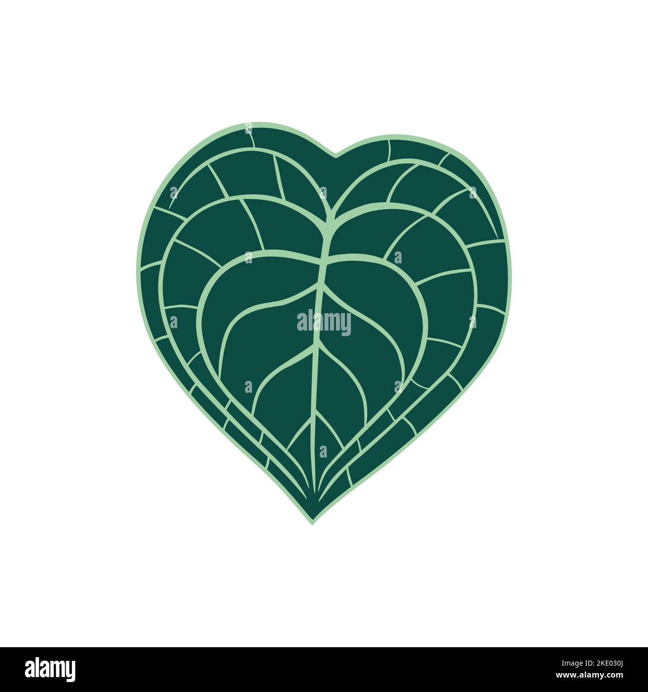 Anthurium crystalinum leaf plant drawing vector illustration Stock ...