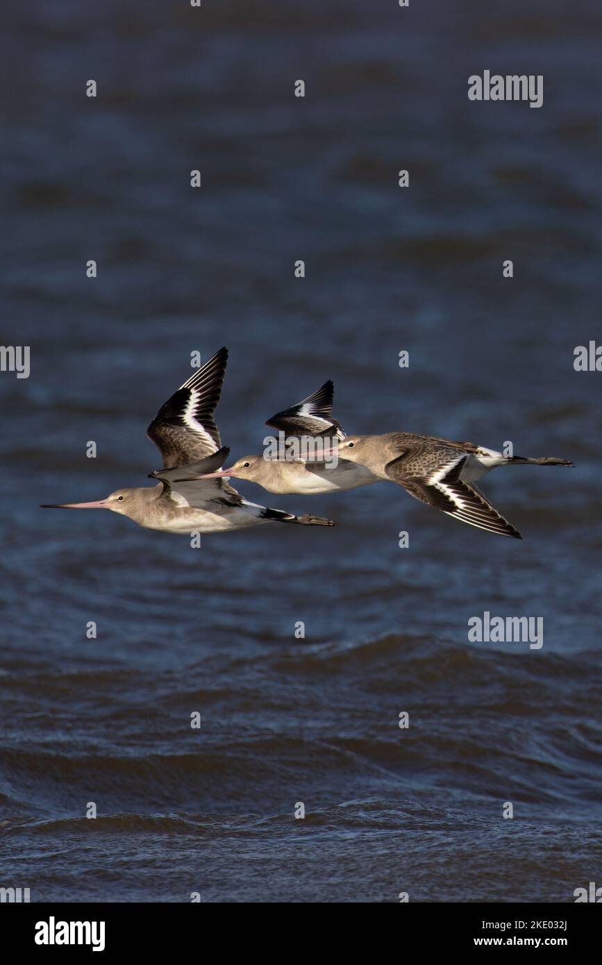 Black-tailed Godwit (Limosa limosa islandica) Norfolk UK GB October ...