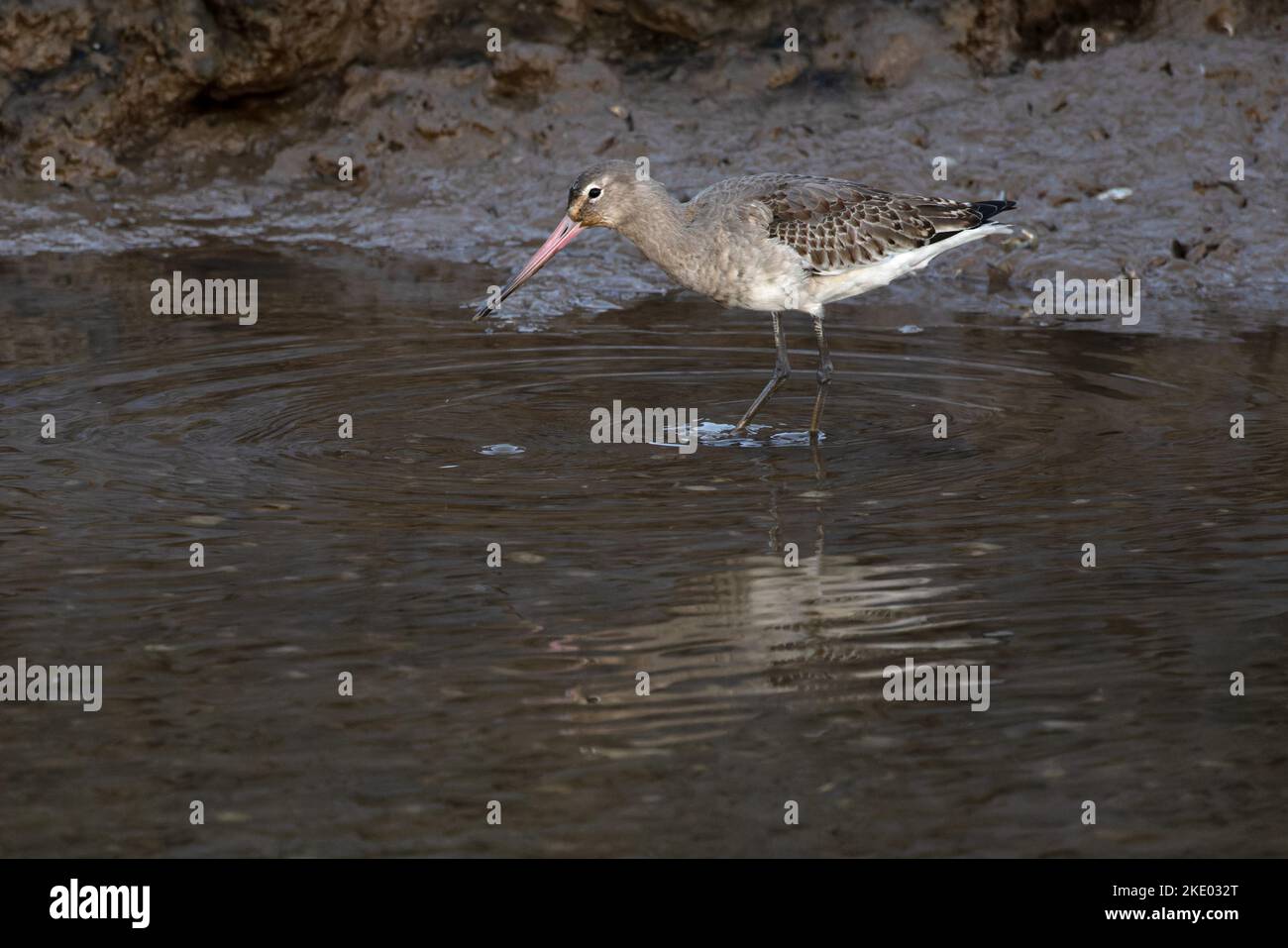 Black-tailed Godwit (Limosa limosa islandica) feeding Norfolk UK GB ...
