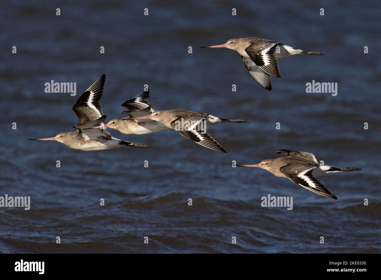 Black-tailed Godwit (Limosa limosa islandica) Norfolk UK GB October ...