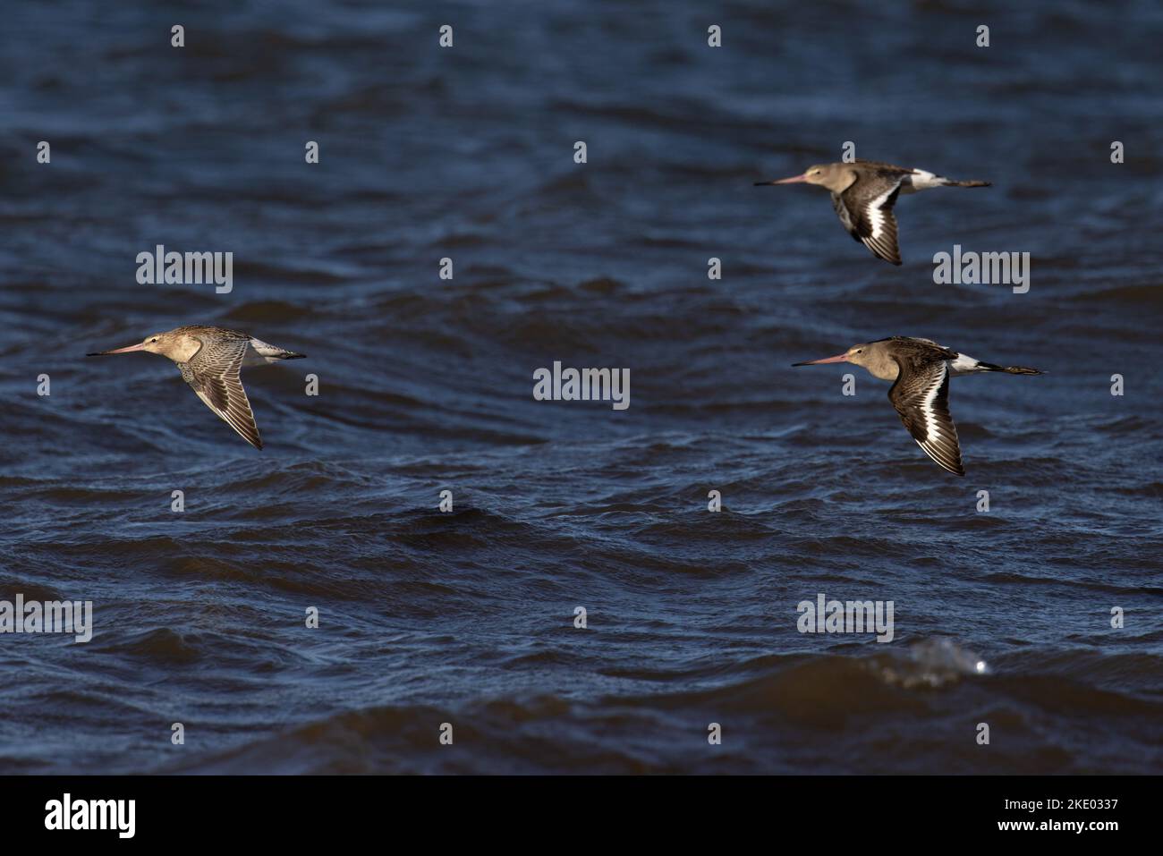 Black-tailed Godwit (Limosa limosa islandica) & Bar-tailed Godwit ...