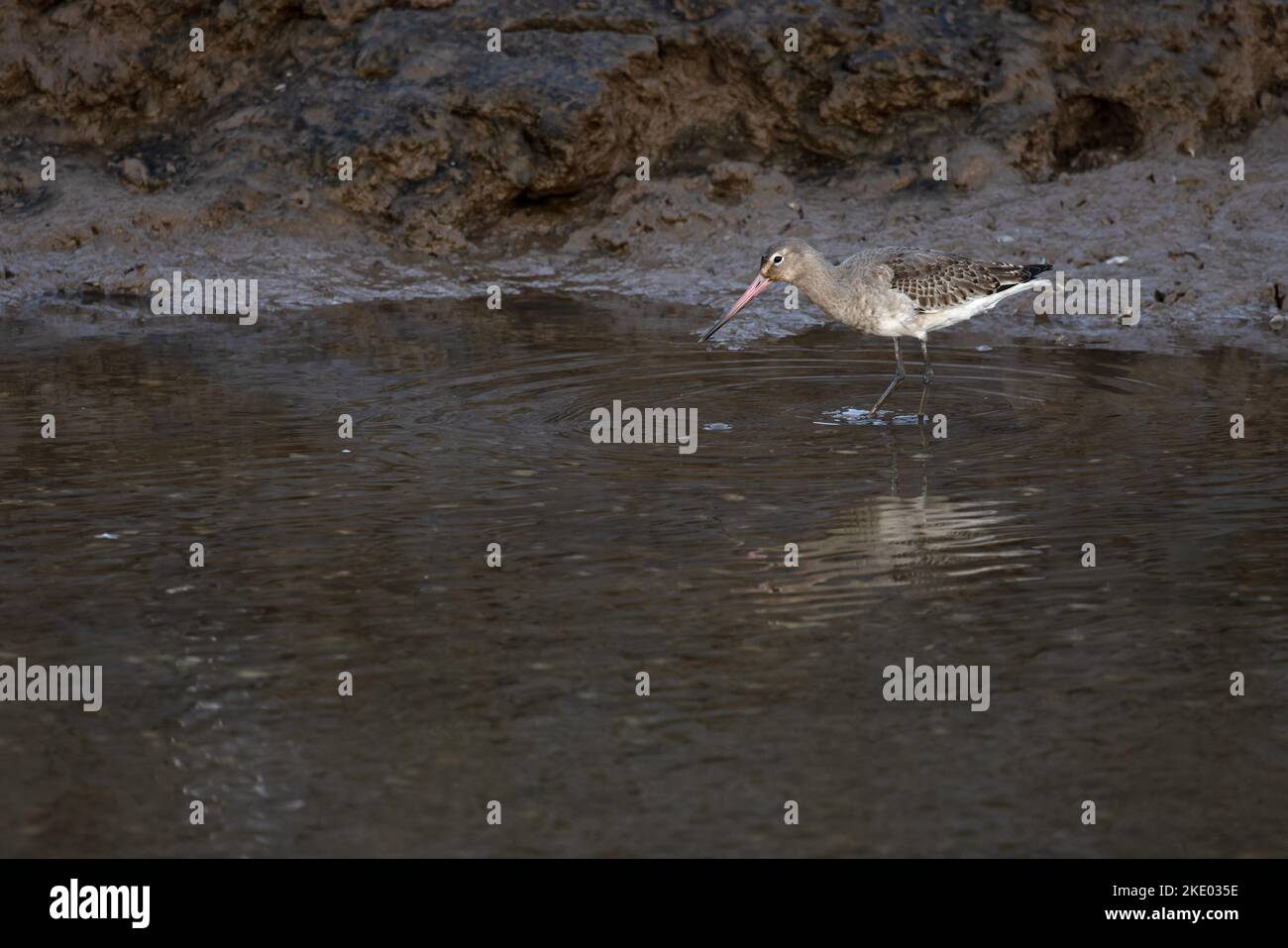 Black-tailed Godwit (Limosa limosa islandica) feeding Norfolk UK GB ...