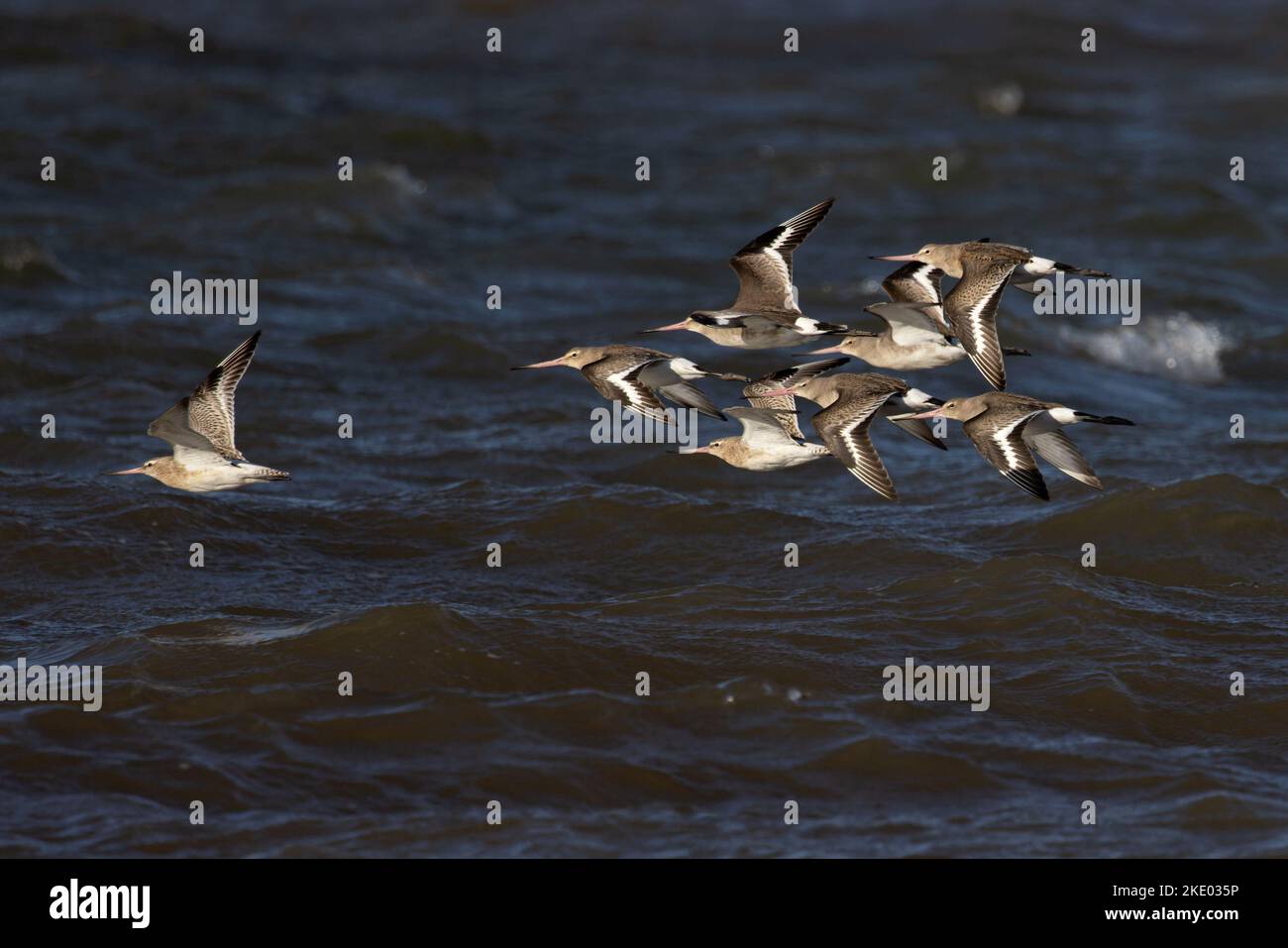Black-tailed Godwit (Limosa limosa islandica) & Bar-tailed Godwit ...