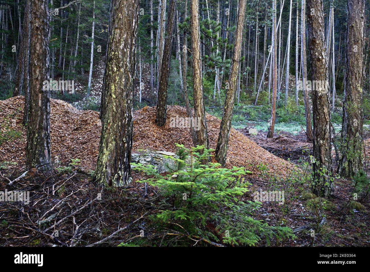 Sawing the forest hi-res stock photography and images - Alamy