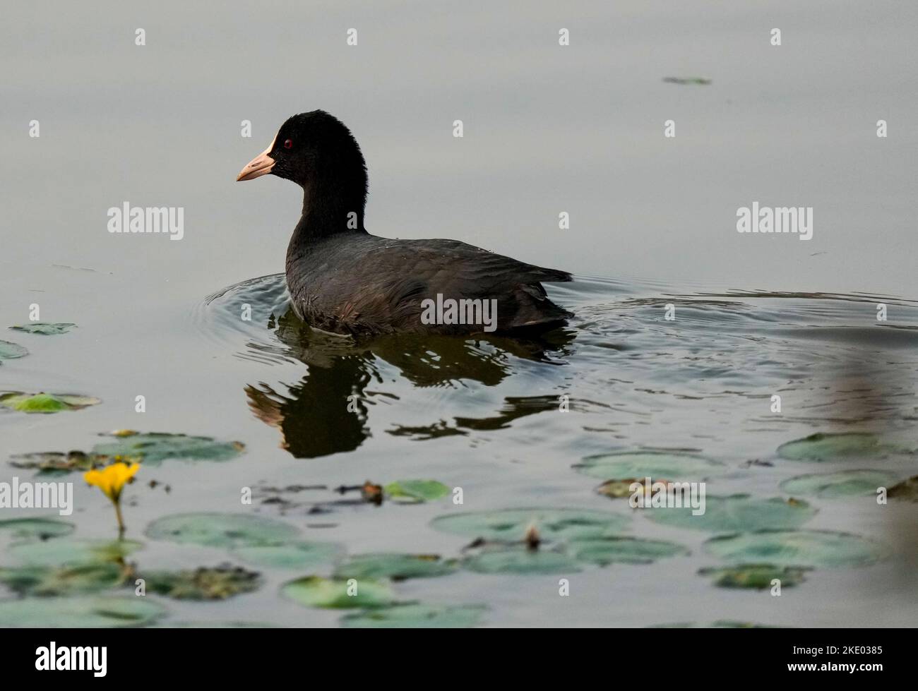 Shuanggui lake national wetland park hi-res stock photography and ...