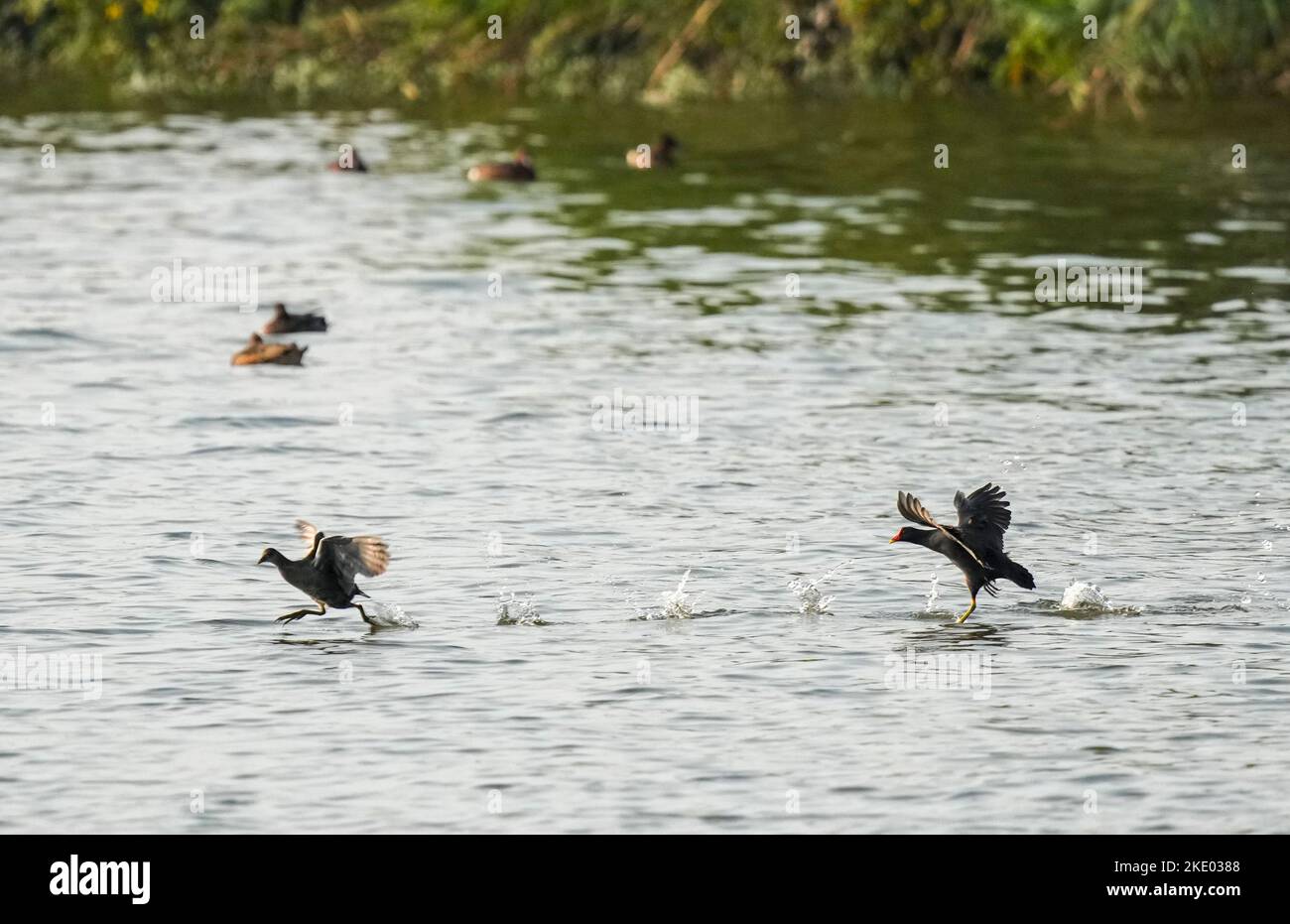 (221109) -- CHONGQING, Nov. 9, 2022 (Xinhua) -- Moorhens sport in a ...